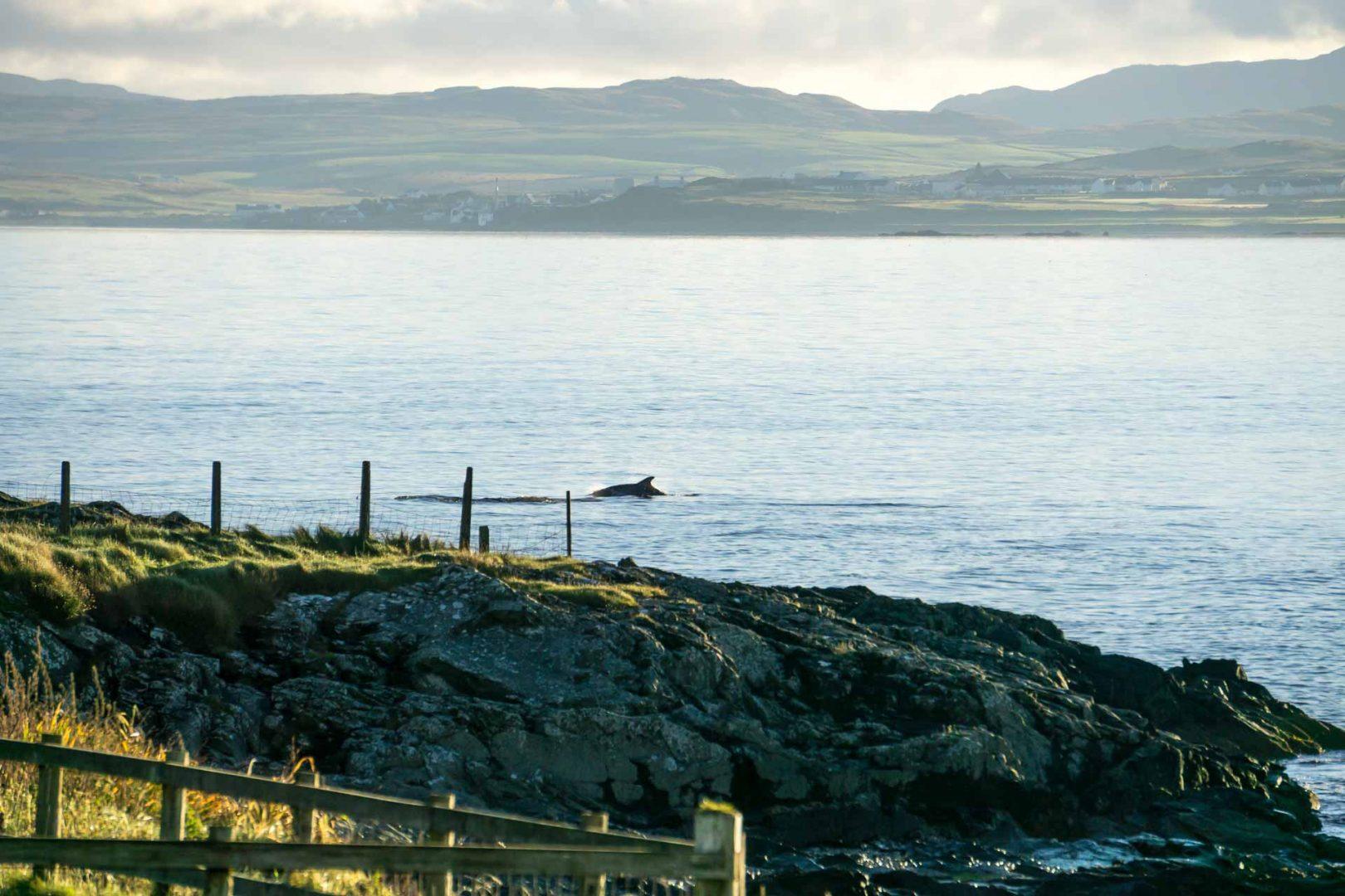 Dolphins, Loch Indaal, Islay - Humble Bee Abroad